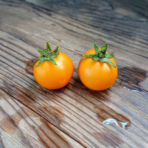 Aztek Tomato-Meraki Seeds