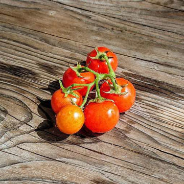 Micro Dwarf Tomatoes-Meraki Seeds