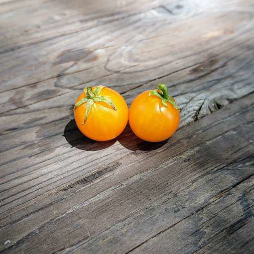 Jochalos Tomato-Meraki Seeds