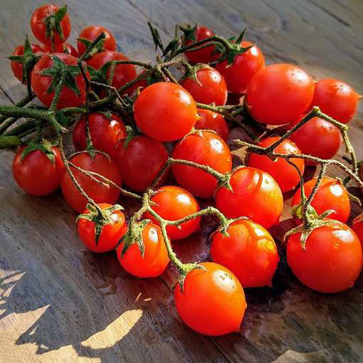 Pendulina Orange Tomato-Meraki Seeds