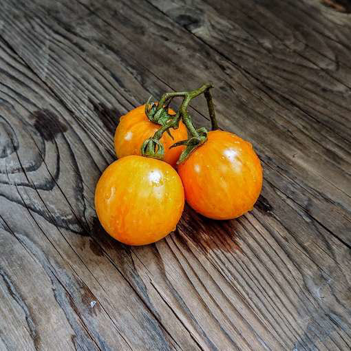 Tigret Yellow Tomato-Meraki Seeds