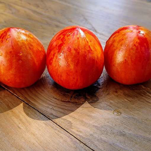Tigret Red Tomato-Meraki Seeds