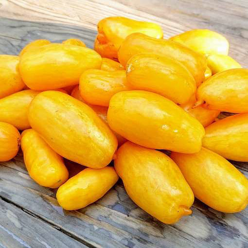 Banana Legs Tomato-Meraki Seeds