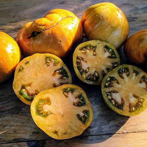 Babylons Glow Tomato-Meraki Seeds
