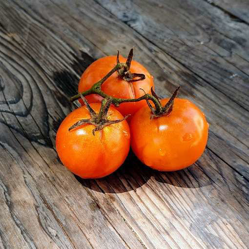 Orange Pixie Dwarf Tomato-Meraki Seeds