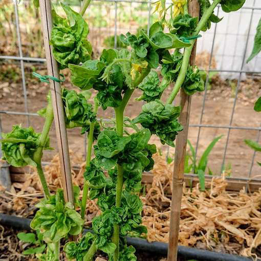 Stick Red Tomato-Meraki Seeds