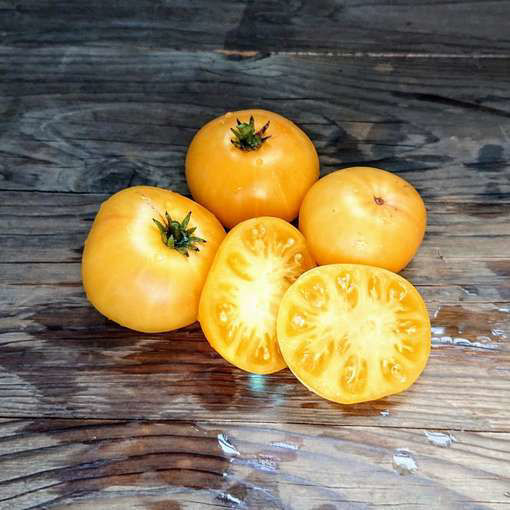 Moliagul Moon Dwarf Tomato Project-Meraki Seeds
