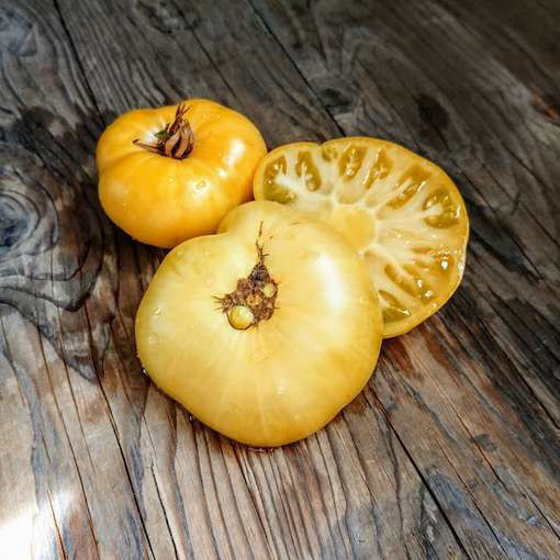 Summertime Gold Dwarf Tomato Project-Meraki Seeds