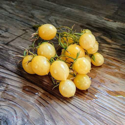 Barry's Crazy Cherry Tomato-Meraki Seeds