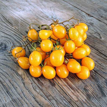 Multiflora-Meraki Seeds