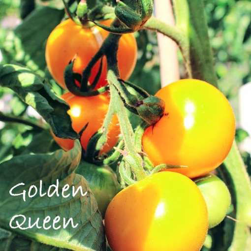 Golden Queen Tomato-Meraki Seeds