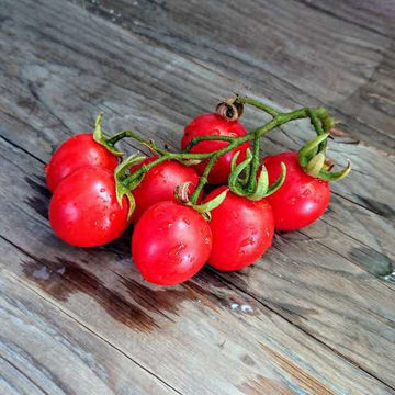 Longkeeper-Meraki Seeds