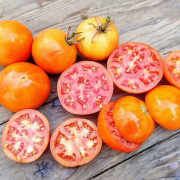 Longkeeper-Meraki Seeds