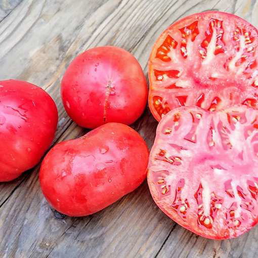 Pink Elephant Beefsteak Tomato-Meraki Seeds