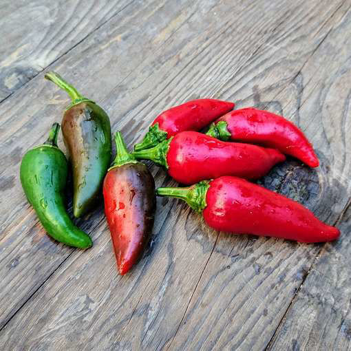Espelette Chili Pepper-Meraki Seeds
