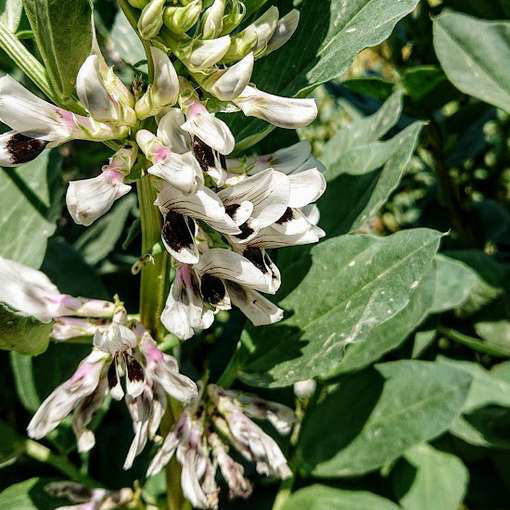 Solberga Broad Bean-Meraki Seeds