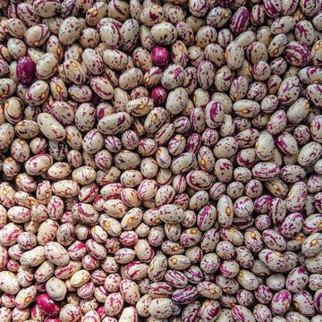 Beans - Phaseolus-Meraki Seeds