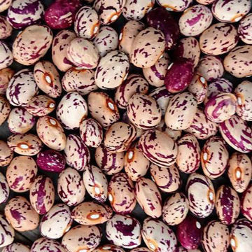 Beans - Phaseolus-Meraki Seeds