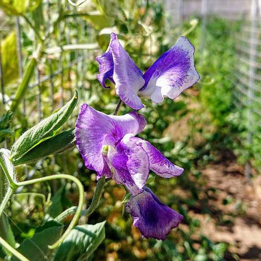 Frances Kate Sweet Pea-Meraki Seeds
