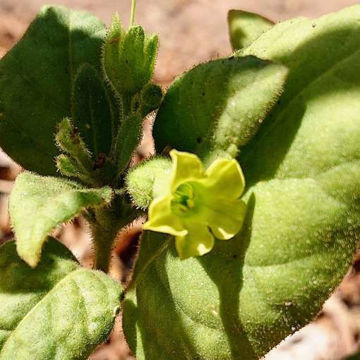 Flower Seeds-Meraki Seeds