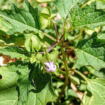 Flower Seeds-Meraki Seeds