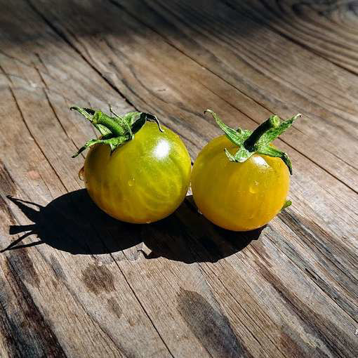 Fat Frog Tomato-Meraki Seeds