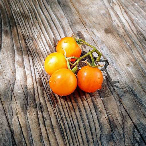 Gold Pearl Tomato-Meraki Seeds