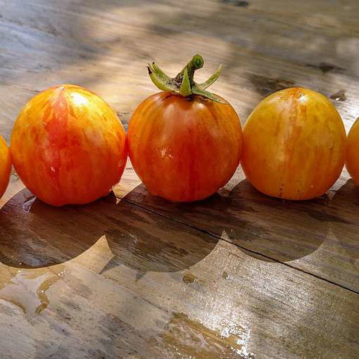 Tigret Yellow Tomato-Meraki Seeds