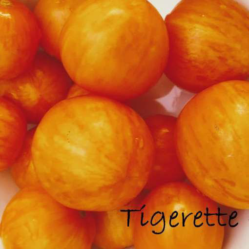 Tigret Yellow Tomato-Meraki Seeds