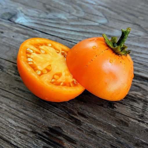 Djina Tomato-Meraki Seeds
