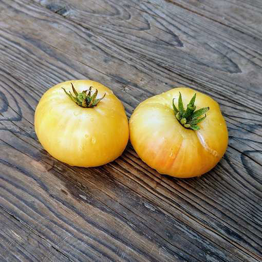 Summertime Gold Dwarf Tomato Project-Meraki Seeds