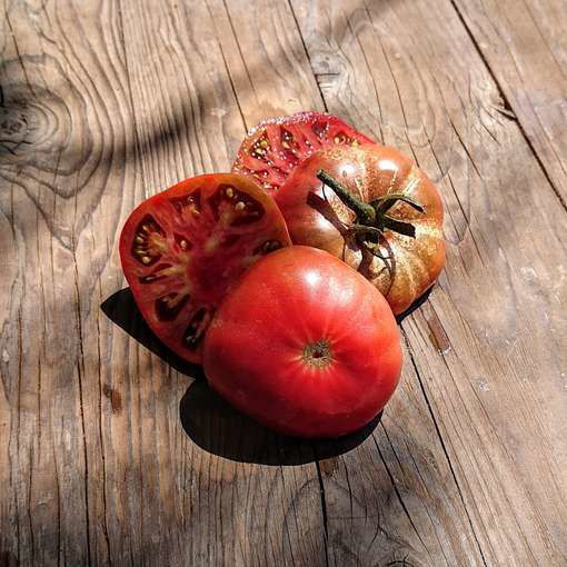 BrandyFred Dwarf Tomato Project-Meraki Seeds