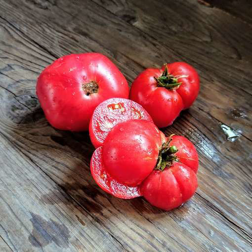 Sweet Adelaide Dwarf Tomato Project-Meraki Seeds
