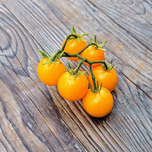 Eagle Smiley Dwarf Tomato-Meraki Seeds