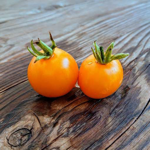Eagle Smiley Dwarf Tomato-Meraki Seeds