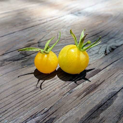Lemon Drop Cherry Tomato-Meraki Seeds