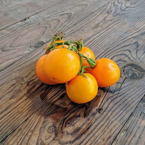 Golden Queen Tomato-Meraki Seeds