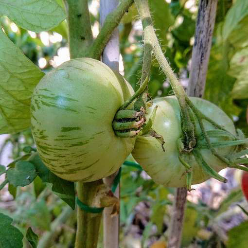 White Zebra Tomato-Meraki Seeds