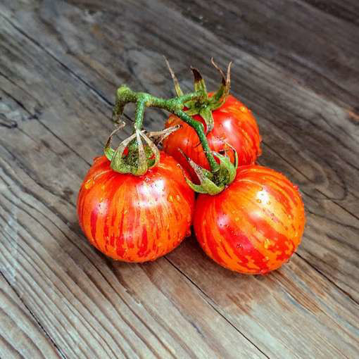Red Zebra Tomato-Meraki Seeds