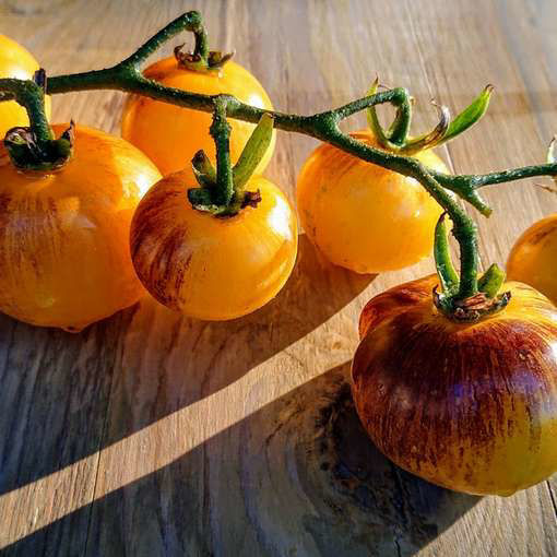 Ussuri Tiger Tomato-Meraki Seeds