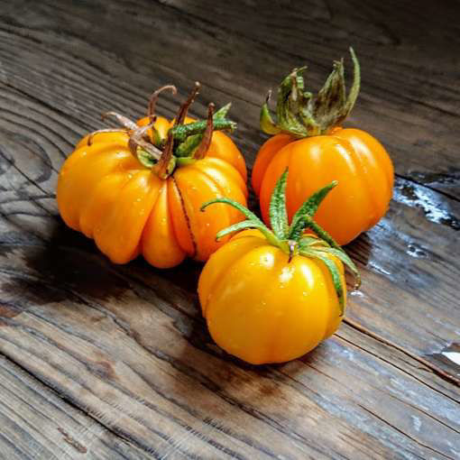 Yellow Ruffled Beefsteak Tomato-Meraki Seeds
