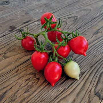 Longkeeper-Meraki Seeds