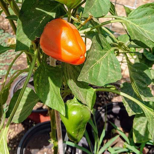Sweet Orange Baby Pepper-Meraki Seeds