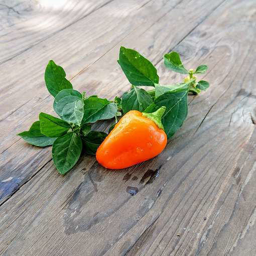 Sweet Orange Baby Pepper-Meraki Seeds