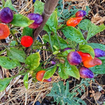 Chili Peppers-Meraki Seeds