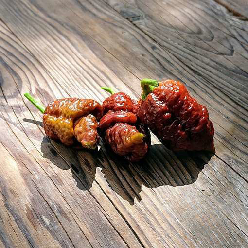 Big Caramel Mama Chili Pepper-Meraki Seeds