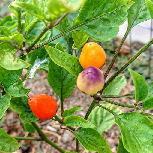 Five Color Chinese Chili Pepper-Meraki Seeds