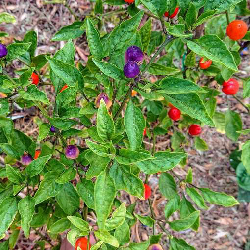 Five Color Chinese Chili Pepper-Meraki Seeds