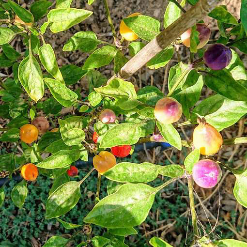 Five Color Chinese Chili Pepper-Meraki Seeds