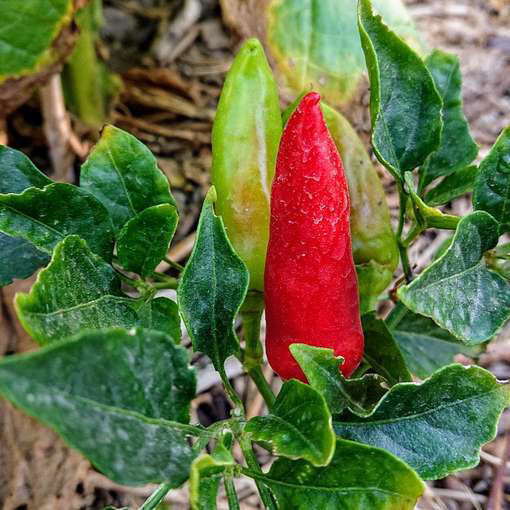 Hot Burrito Chili Pepper-Meraki Seeds